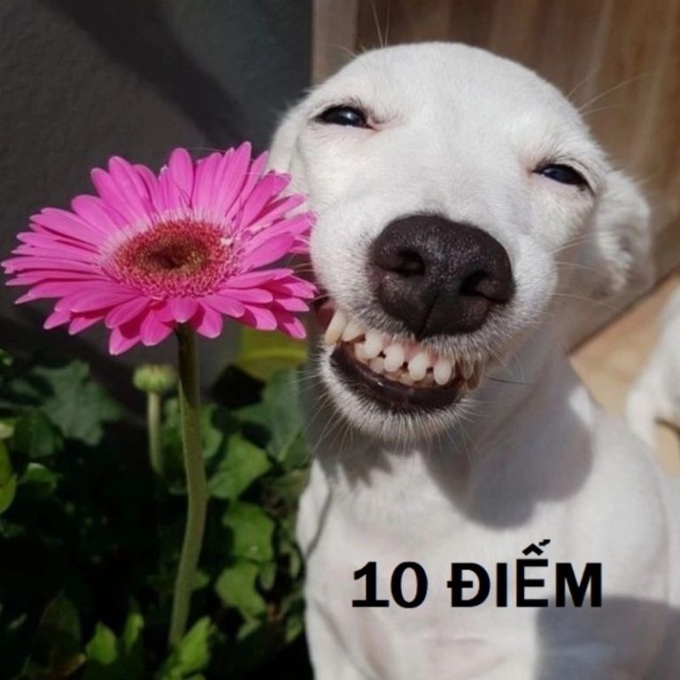 Tổng hợp 99+ meme 10 điểm bá đạo, hài hước và cực kỳ viral